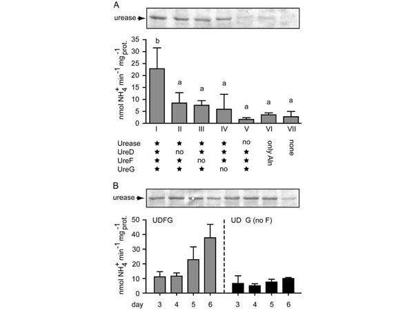 Anti-Urease Antibody (100-4182) | Rockland