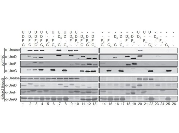 Anti-Urease Antibody (100-4182) | Rockland
