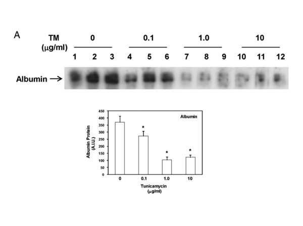 Human Serum Albumin Antibody (109-4133) | Rockland