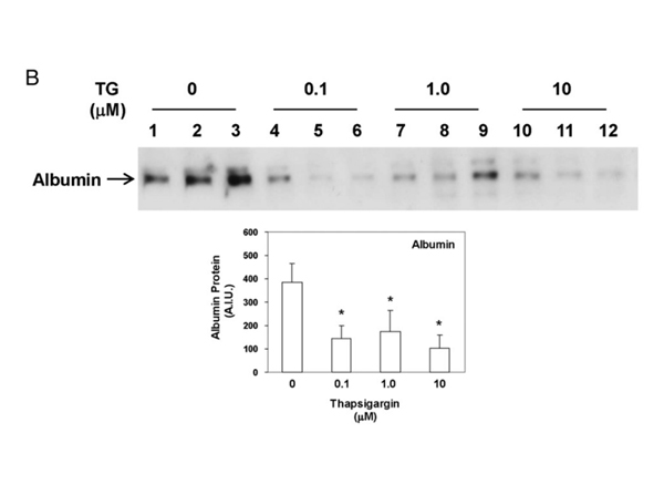 Human Serum Albumin Antibody (109-4133) | Rockland