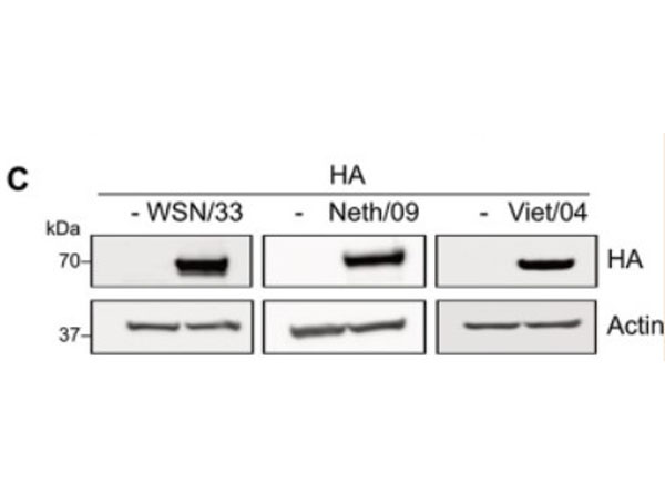 H5N1 Antibody VN04-8 (200-301-976) | Rockland