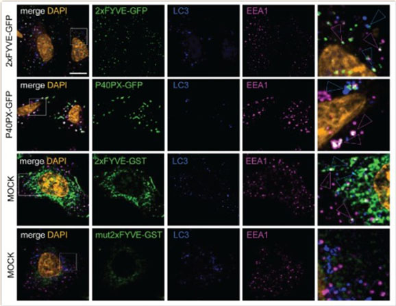 GST Antibody Dylight™ 649 Conjugated (600-143-200) | Rockland