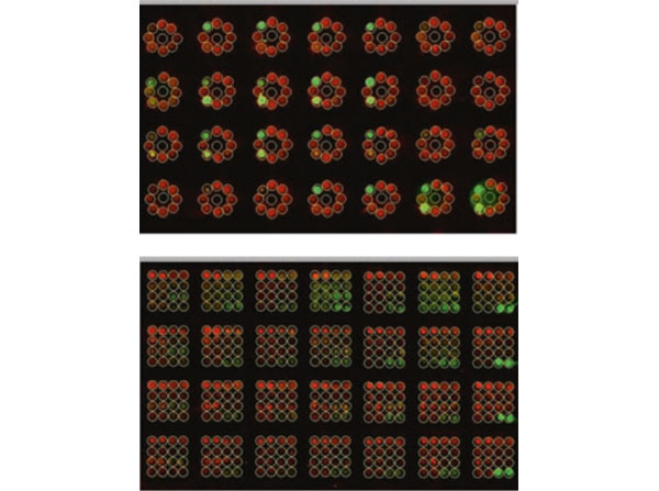 GST Antibody Dylight™ 800 Conjugated (600-145-200) | Rockland