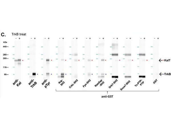 GST Antibody Dylight™ 800 Conjugated (600-145-200) | Rockland