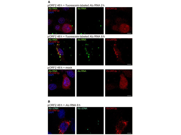 V5 Epitope Tag Antibody Dylight™ 549 Conjugated (600-442-378) | Rockland