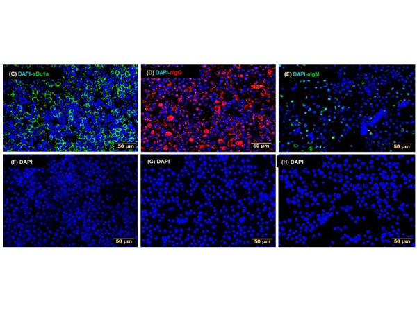 Chicken IgM (mu chain) Antibody Fluorescein Conjugated (603-102-007 ...