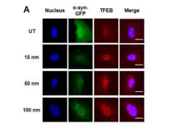 Mouse IgG (H&L) Antibody Dylight™ 649 Conjugated (610-143-002) | Rockland