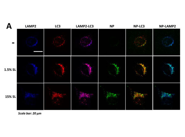 Mouse IgG (H&L) Antibody Dylight™ 649 Conjugated (610-143-002) | Rockland