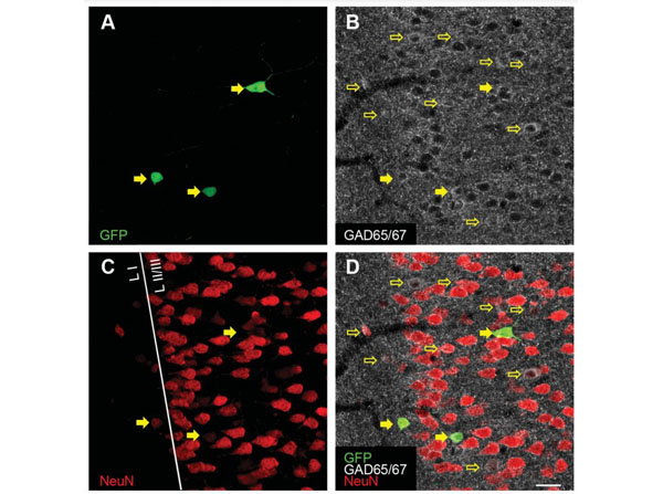 Mouse IgG (H&L) Antibody Dylight™ 405 Conjugated (610-146-002) | Rockland