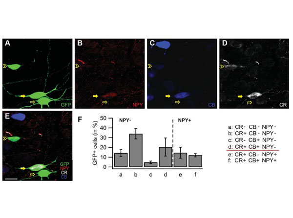 Mouse IgG (H&L) Antibody Dylight™ 405 Conjugated (610-146-002) | Rockland