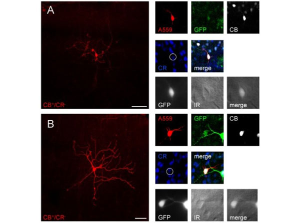 Mouse IgG (H&L) Antibody Dylight™ 405 Conjugated (610-146-002) | Rockland