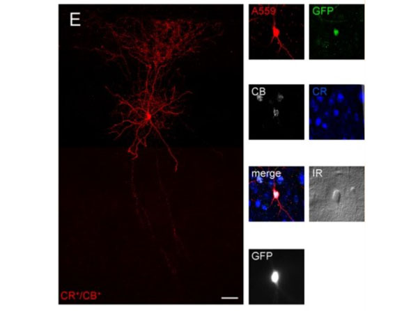 Mouse IgG (H&L) Antibody Dylight™ 405 Conjugated (610-146-002) | Rockland