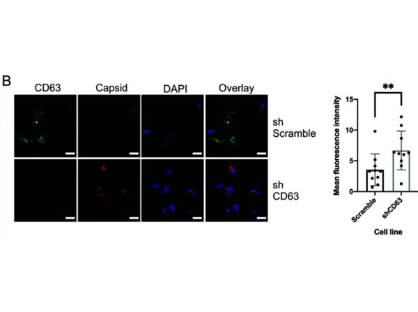 Mouse IgG (H&L) Antibody Dylight™ 405 Conjugated (610-146-002) | Rockland