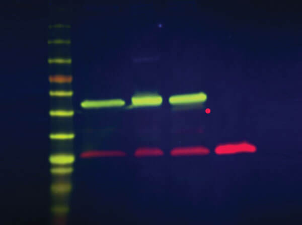 DyLight[TM] Multiplex 488/800 Duo Western Blot Kit - 2BScientific