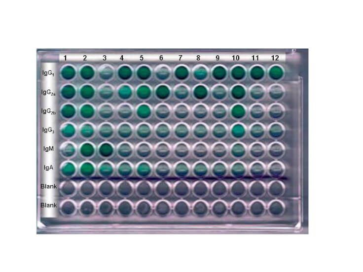 Isotyping Kit: Rapid Mouse Monoclonal Isotyping Kit IsoMax[TM] - 5 pack ...