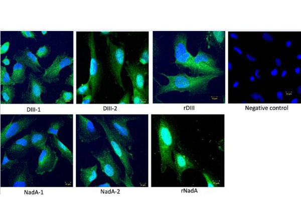 Streptavidin Fluorescein Conjugated (S000-02) | Rockland