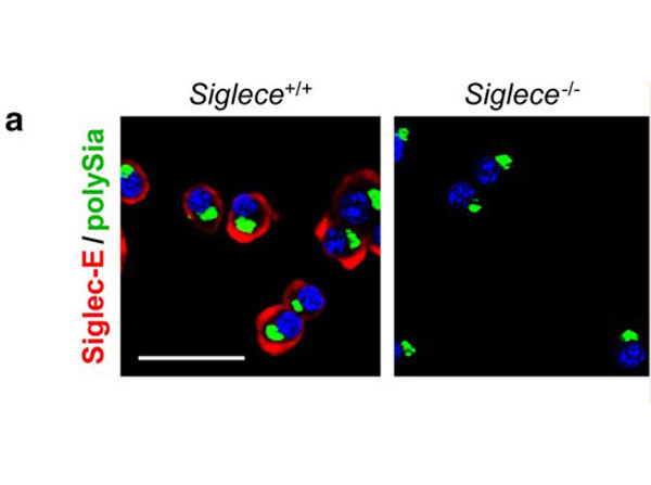 Streptavidin Cy3 Conjugated (S000-04) | Rockland