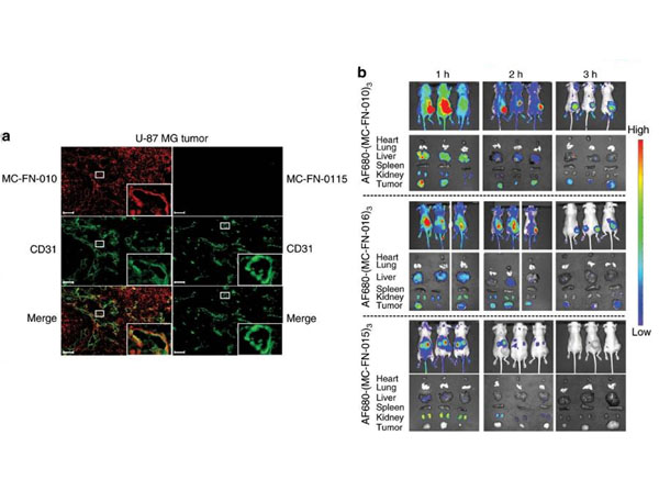 Streptavidin Cy3 Conjugated (S000-04) | Rockland
