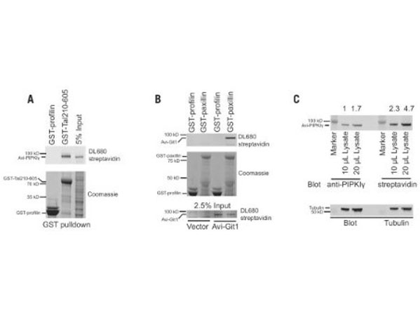 Streptavidin DyLight™ 680 Conjugated (S000-44) | Rockland